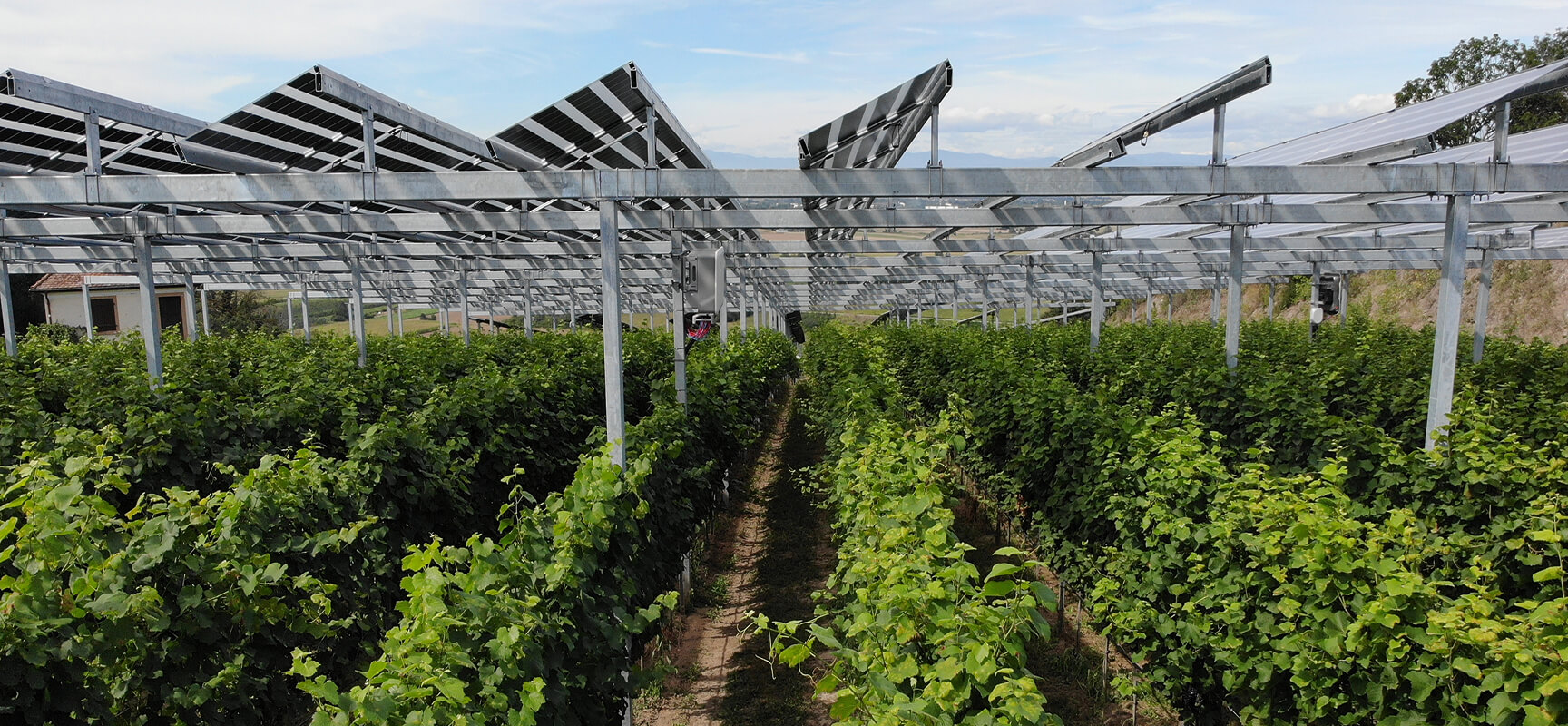 Agrivoltaic Systems - Intech | Clean Energy